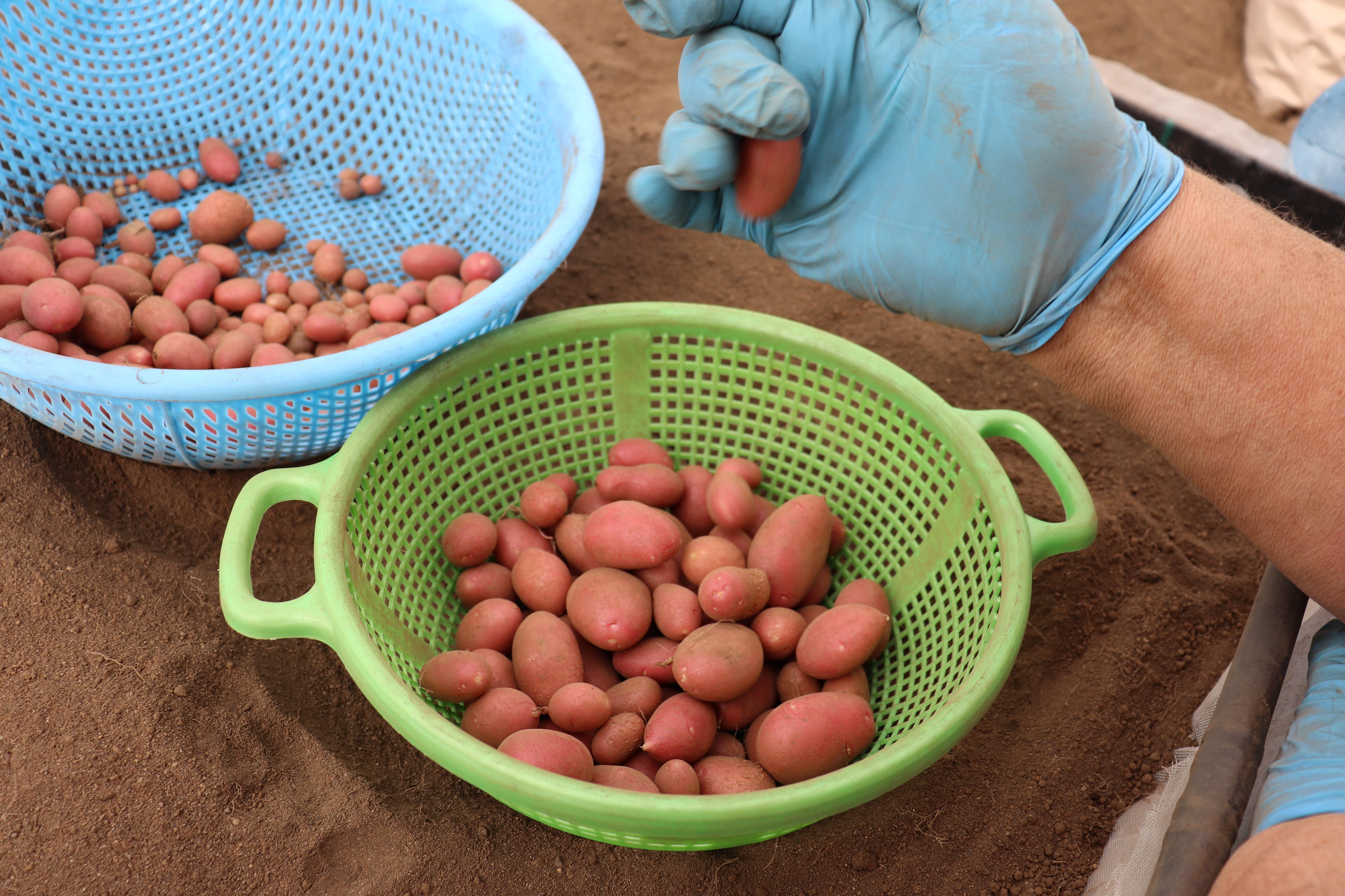 Centro Regional de la Papa de INIA se prepara para continuar con el ...